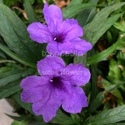 Jual Pohon Ruellia Tuberosa / Kencana Ungu | Tanaman Hias - Kota Depok ...