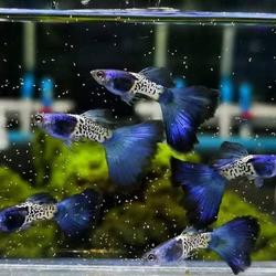 Jual Ikan Hias Guppy Metal Snakeskin Blue Tail - betina - Kota Depok - Fishtreasure. id | Tokopedia
