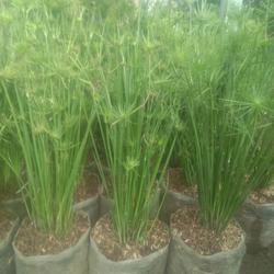 Jual Tanaman Air hias Papyrus mini - Kota Tangerang - All Landscape ...