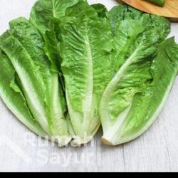 Promo Sayur Selada Romaine 250 gr Segar Hidroponik Romaine Lettuce - Jakarta Barat - andero ...