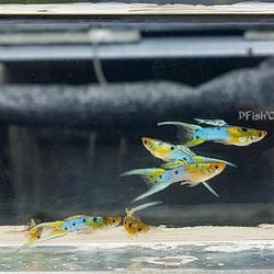 Jual IKAN HIAS Guppy Japan Blue red Double sword - betina - Kab. Bogor - jayaguppy | Tokopedia