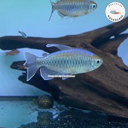 Jual ikan congo tetra ikan kongo tetra ikan aquascape - Kota Surabaya ...