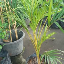 Jual palem kuning Dypsis lutescens plant tanaman indoor - Kota Bandung ...
