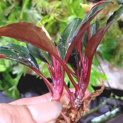 Jual Bucephalandra Purple Pink Tanaman aquascape aquarium - Kab ...