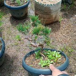 Jual Pohon Japanese Black Pine / Pinus Hitam Jepang ( untuk bahan ...