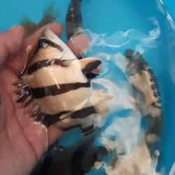 Jual DatZ NTT / Northern Thailand TiGer Fish - Jakarta Barat ...