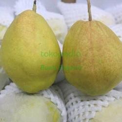 Jual Buah Pir Xiang Lie 96 / Pear Xiang Li Xiangli Import Segar Manis 1 ...