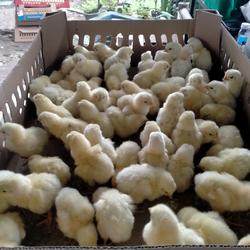 Jual DOC ayam broiler CP 707 anak ayam broiler CHAROEN POKPHAND 707 ...