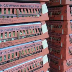 Jual DOC Anak Ayam BROILER Super Japfa MB 202 - Jakarta Timur - Campbel ...