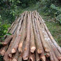 Jual kayu dolken puspa / medang diameter 8-10 panjang 4m - Jakarta ...