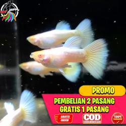 Promo Ikan Hias Guppy Air Tawar Albino Full Platinum - betina - Kota Depok - Fishtreasure. id ...