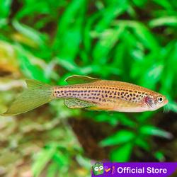 Jual Green Danio Slayer Tetra Zebra / Ikan Hias Aquascape - Kota ...