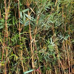 Promo Bambu kuning mini tanaman hias bambu pohon bambu - Kota Malang ...