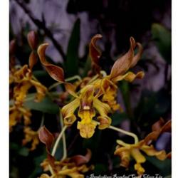 Jual Anggrek Dendrobium Rosalind Quek Choon Lin Remaja - Kota Bogor ...