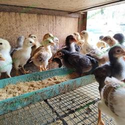 Jual Doc Anak Ayam Kampung Asli (KUB) - Jakarta Barat - Betta ...