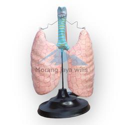 Jual Alat Peraga Paru-Paru Sistem Pernapasan Model Anatomi Manusia ...