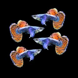 Jual Guppy Platinum Red mozaik big ear / ikan Hias Air tawar - male & femle - BETINA - Kab ...