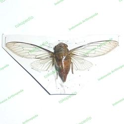 Jual AWETAN SERANGGA UNIK LEBAH KAYU ASLI INDONESIA X. CAERULEA (Male ...