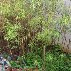 Promo Tanaman Pohon Liang Liu / Pohon Janda Merana / Salix babylonica ...