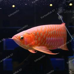 Jual ikan sr unik arwana super red arwana sr ITL - Jakarta Timur - san ...
