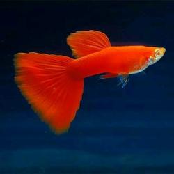 Jual Ikan Hias Guppy Air Tawar Albino Full Red - betina - Kota Depok - Fishtreasure. id | Tokopedia