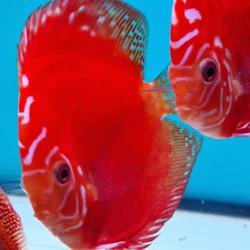 Jual discus Red Melon 2inch/ IKAN DISCUS HIAS AIR TAWAR - 2cm, tidak ...