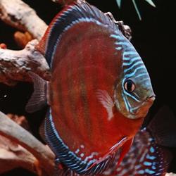 Jual DISCUS PIGEON CHEKERBOARD/ IKAN HIAS AIR TAWAR - 2cm, tidak ...