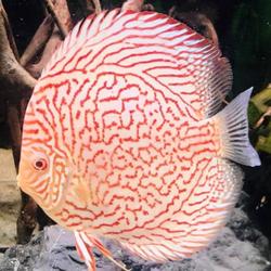 Jual Discus Tiger 2inch/ IKAN DISCUS HIAS AIR TAWAR - 1cm, tidak ...