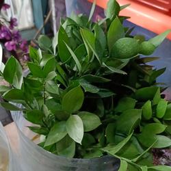 Jual daun ruskus - Kota Depok - toko bunga depok andi florist | Tokopedia