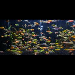Promo IKAN HIAS GREEN DANIO SLAYER AIR TAWAR - Kota Bandung ...