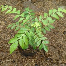Jual bibit pohon daun kari, salam koja/ tanaman salam koja, daun kare ...