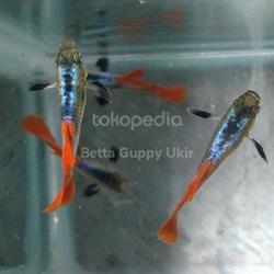 Promo Ikan Hias Air Tawar - GUPPY PLATINUM RED TAIL DUMBO EAR (PRTDE) - Jantan - Kota Tangerang ...