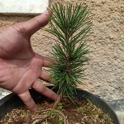 Jual Pohon Japanese Black Pine / Pinus Hitam Jepang ( untuk bahan ...