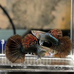 Jual ikan hias guppy dragon - Kota Depok - Fauna aqua | Tokopedia