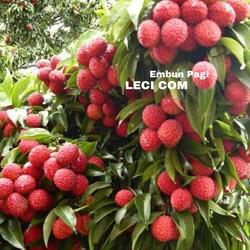 Bibit Pohon Leci