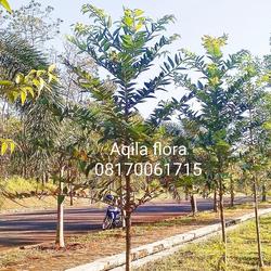 Jual pohon Ketapang kencana /Ketapang mini tinggi 1 meter - Kab. Bogor ...