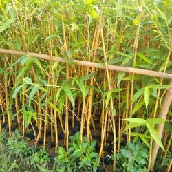 Promo Bambu kuning mini tanaman hias bambu pohon bambu - Kota Malang ...
