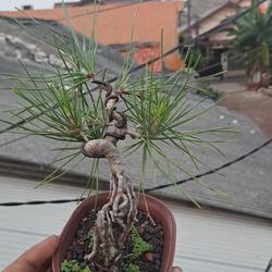 Jual Pohon Japanese Black Pine / Pinus Hitam Jepang ( untuk bahan ...