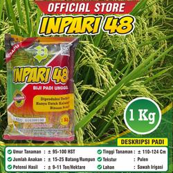 Jual Benih Padi Inpari 48 tahan blast Kemasan 5Kg Label Ungu - Kawah ...