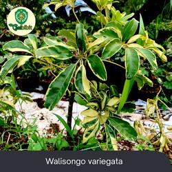 Jual tanaman walisongo variegata - tanaman wali songo varigata kuning ...