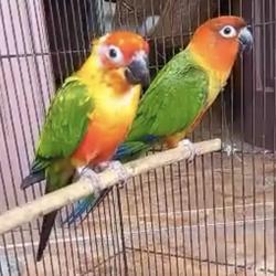 Nansun Conure