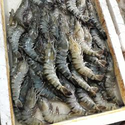 Jual UDANG TIGER ATAU PANCET JUMBO 10-12 EKOR - Kota Tangerang - LUCKY ...