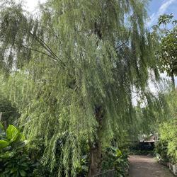Jual Pohon Liang Liu / Janda Merana Tinggi 6-7 Meter - Jakarta Barat ...