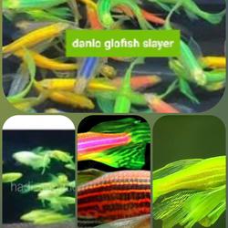 Promo IKAN HIAS GREEN DANIO SLAYER AIR TAWAR - Kota Bandung ...