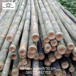 Jual Bambu Ukuran 8/10 untuk Proyek, Bambu Tiang, Bambu Steger - Harga ...