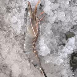 Jual UDANG TIGER ATAU PANCET JUMBO 10-12 EKOR - Kota Tangerang - LUCKY ...