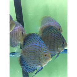 Jual Ikan Discus / Diskus Mozaic Turquoise 4 Inch - Jakarta Utara ...