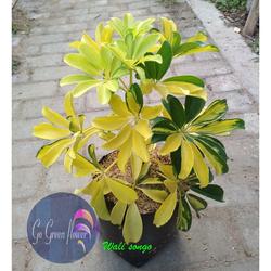 Jual Tanaman Walisongo daun besar - pohon Walisongo 1mtr - Kab. Bogor ...