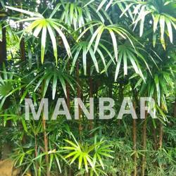 Jual READY Bibit pohon tanaman waregu palem waregu - Jakarta Selatan ...