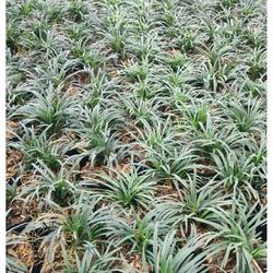 Promo tanaman hias kucai mini - Kota Tangerang Selatan - Sumber Berkah ...